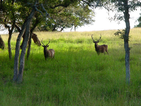 Guide to Grilling Game Meats - Barbecuebible.com