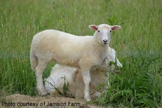 For Easter and Passover: Our Secret for Premium Lamb - Barbecuebible.com